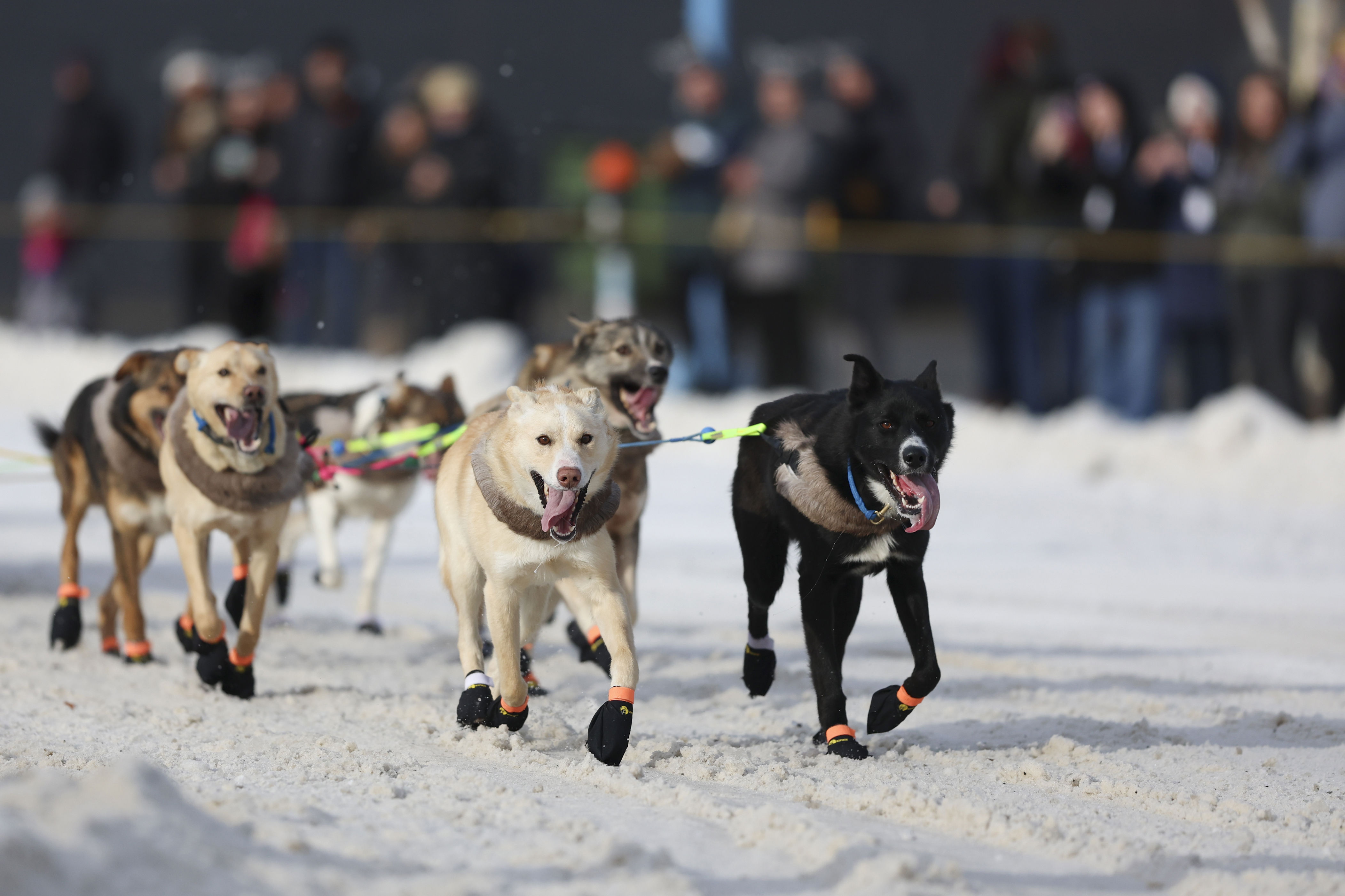 Iditarod officials announce first dog death of this year’s race