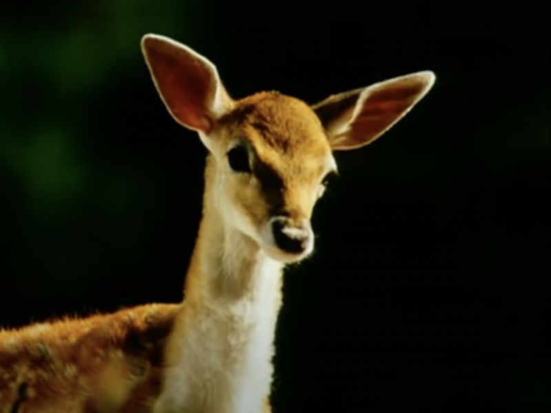 5 spot di PlayStation 2 così assurdi che non crederai ai tuoi occhi