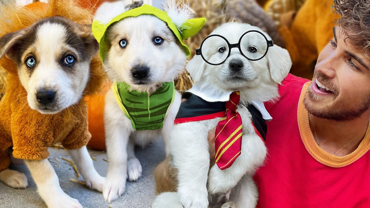 Eleven husky puppies try on fun Halloween costumes