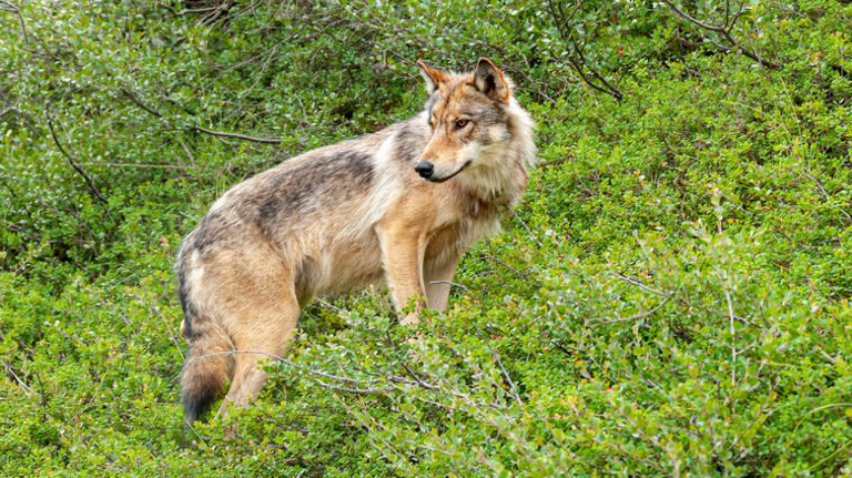 Creatures To Beware Of When Adventuring In Denali National Park