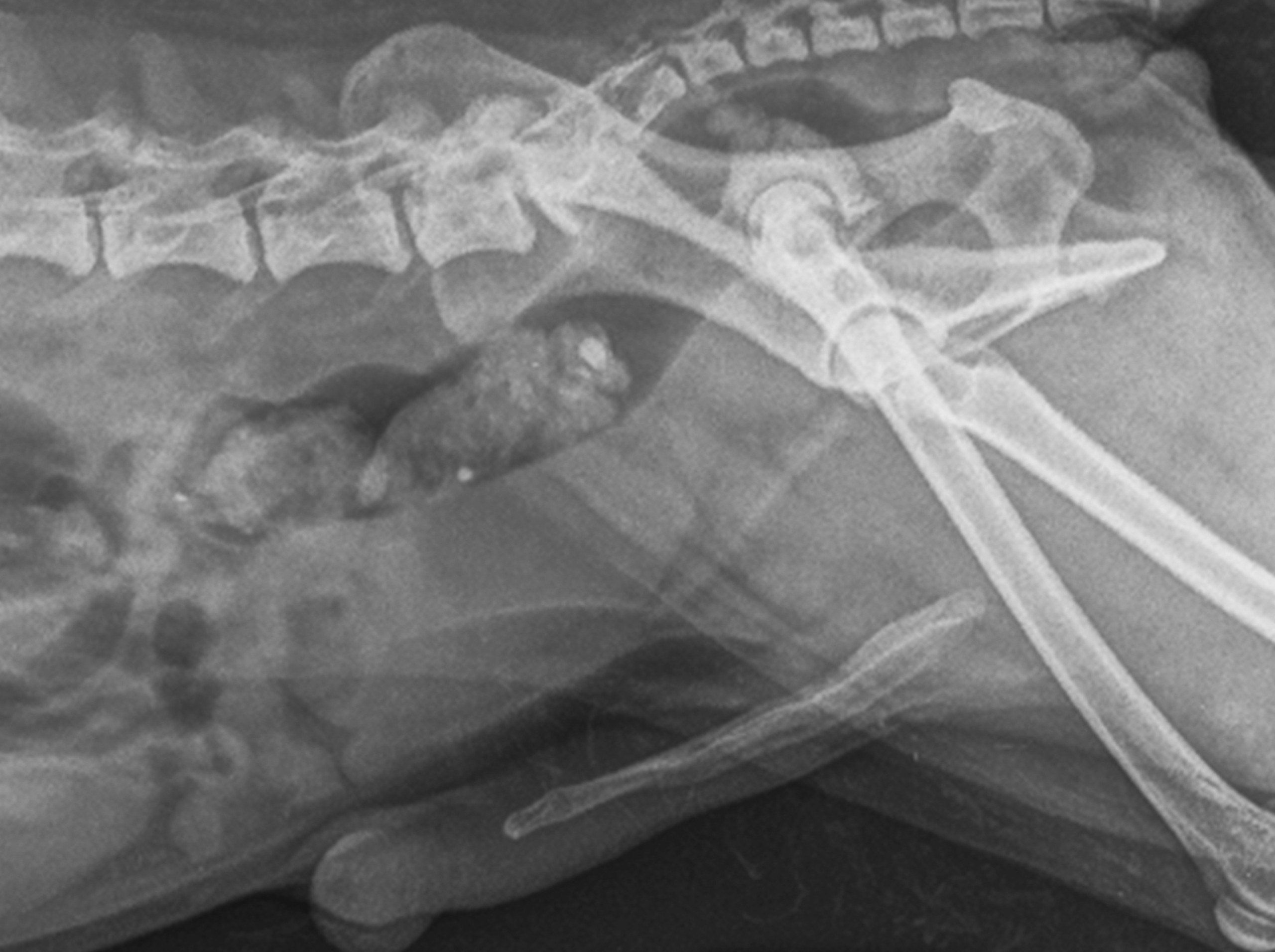 Báculo: O que é e por que os humanos não têm um?