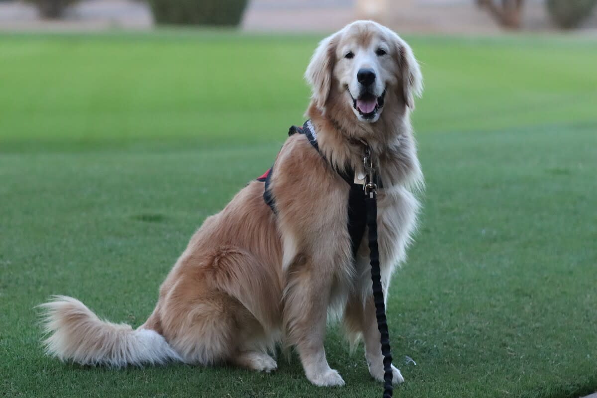 Service Dog’s Day at Disney Is Pure House of Mouse Magic
