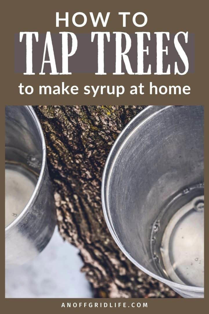 How to Tap Maple Trees for Syrup in Your Backyard