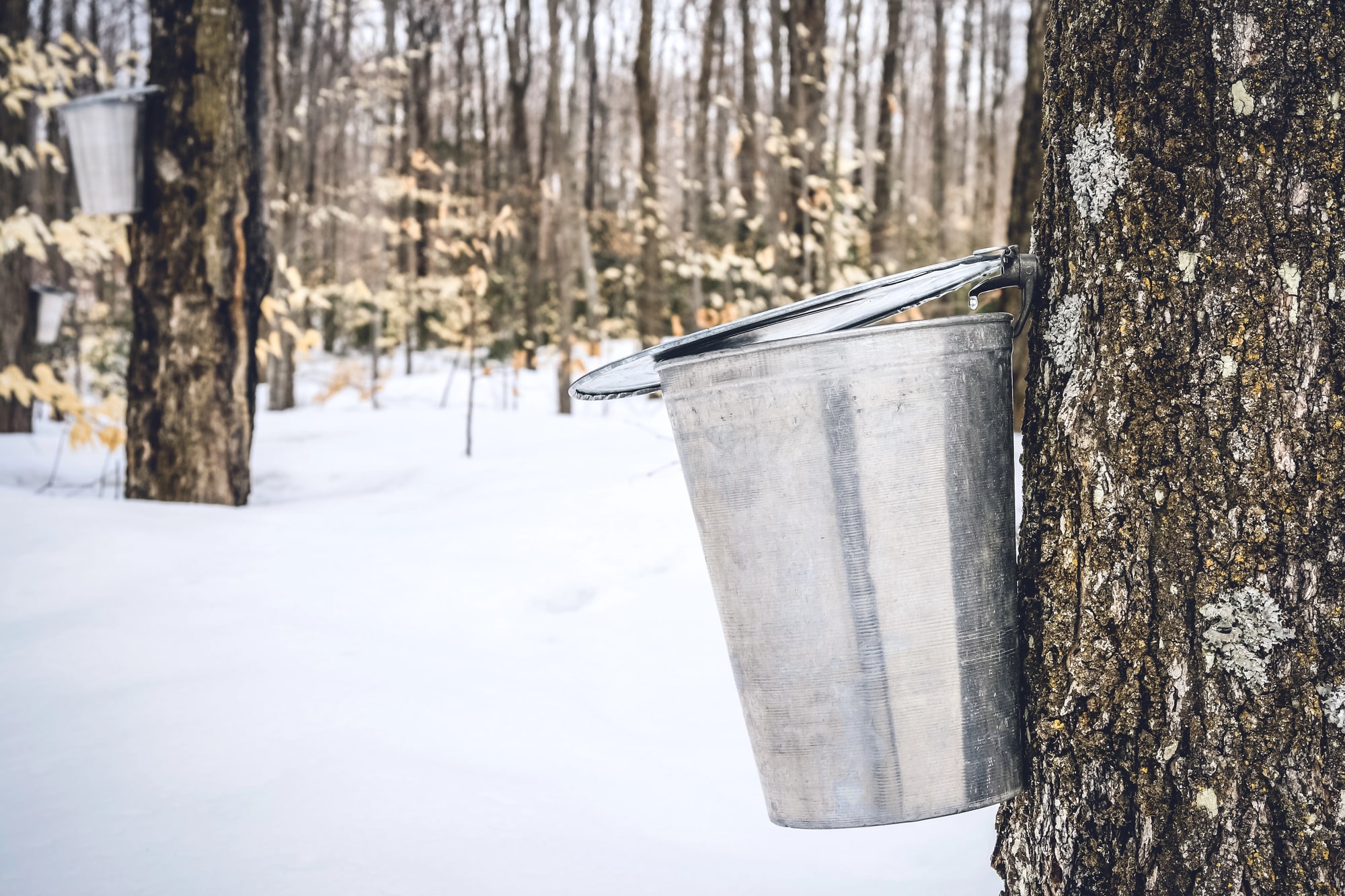 How to Tap Maple Trees for Syrup in Your Backyard