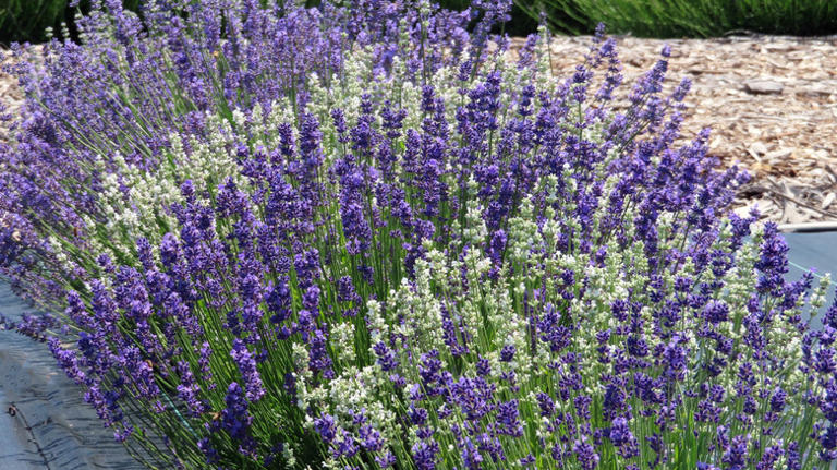 12 Companion Plants That Will Be Your Oregano's Best Friend In The Garden