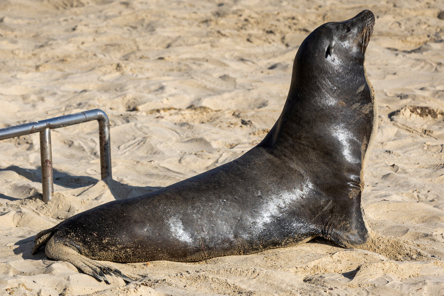 Unprecedented number of sick, stranded sea lions being found on LA beaches