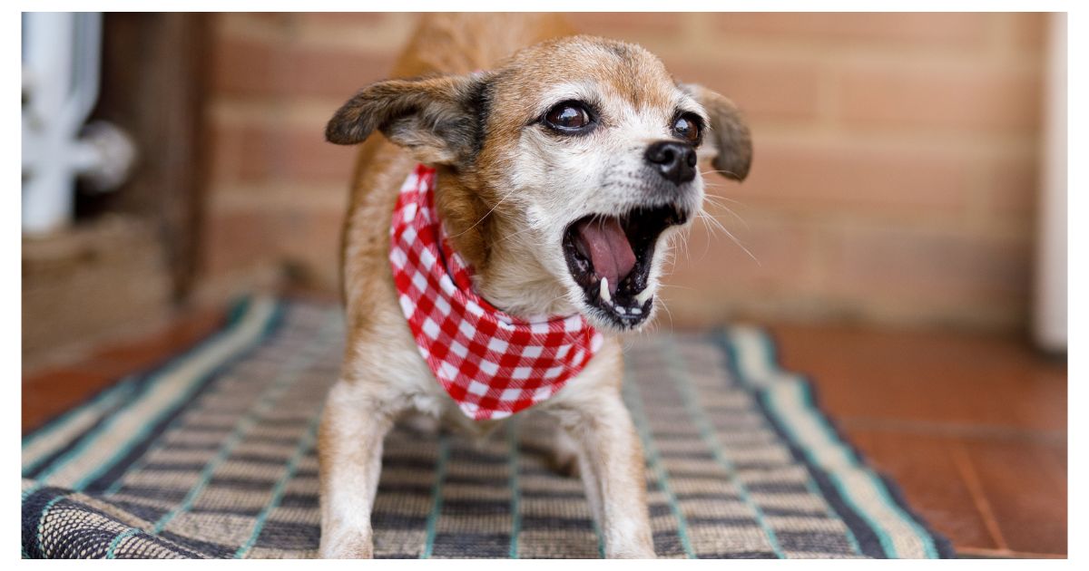 10 Dog Breeds That Never Stop Barking, According to a Top-Rated Pet Sitter