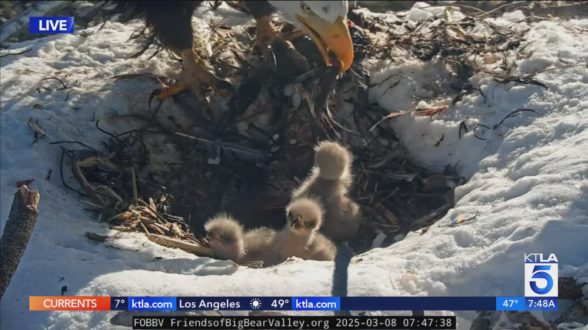 It's a ‘confirmed hatch’: Big Bear bald eagles welcome 3rd chick