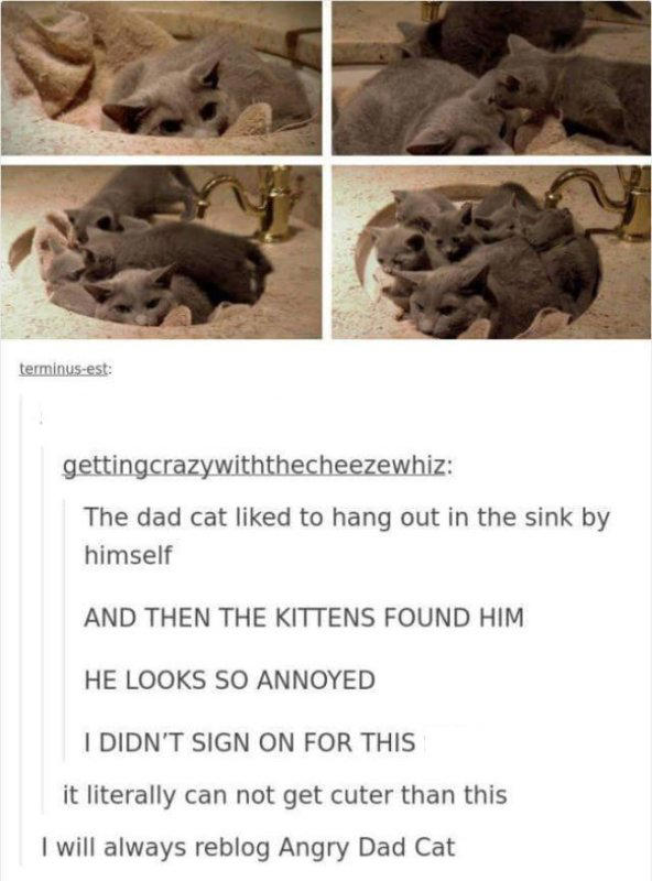 The Cutest, Most Wholesome Cat Memes to Brighten Your Day