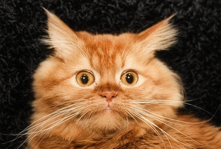 25 Beautiful Orange Cat Breeds You'll Love