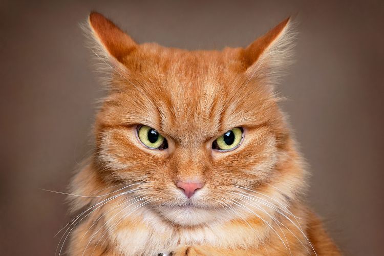 25 Beautiful Orange Cat Breeds You'll Love