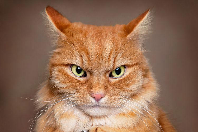 25 Beautiful Orange Cat Breeds You'll Love
