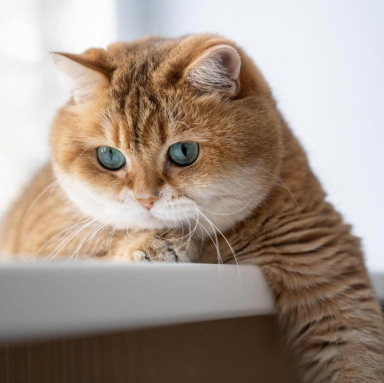 25 Beautiful Orange Cat Breeds You'll Love