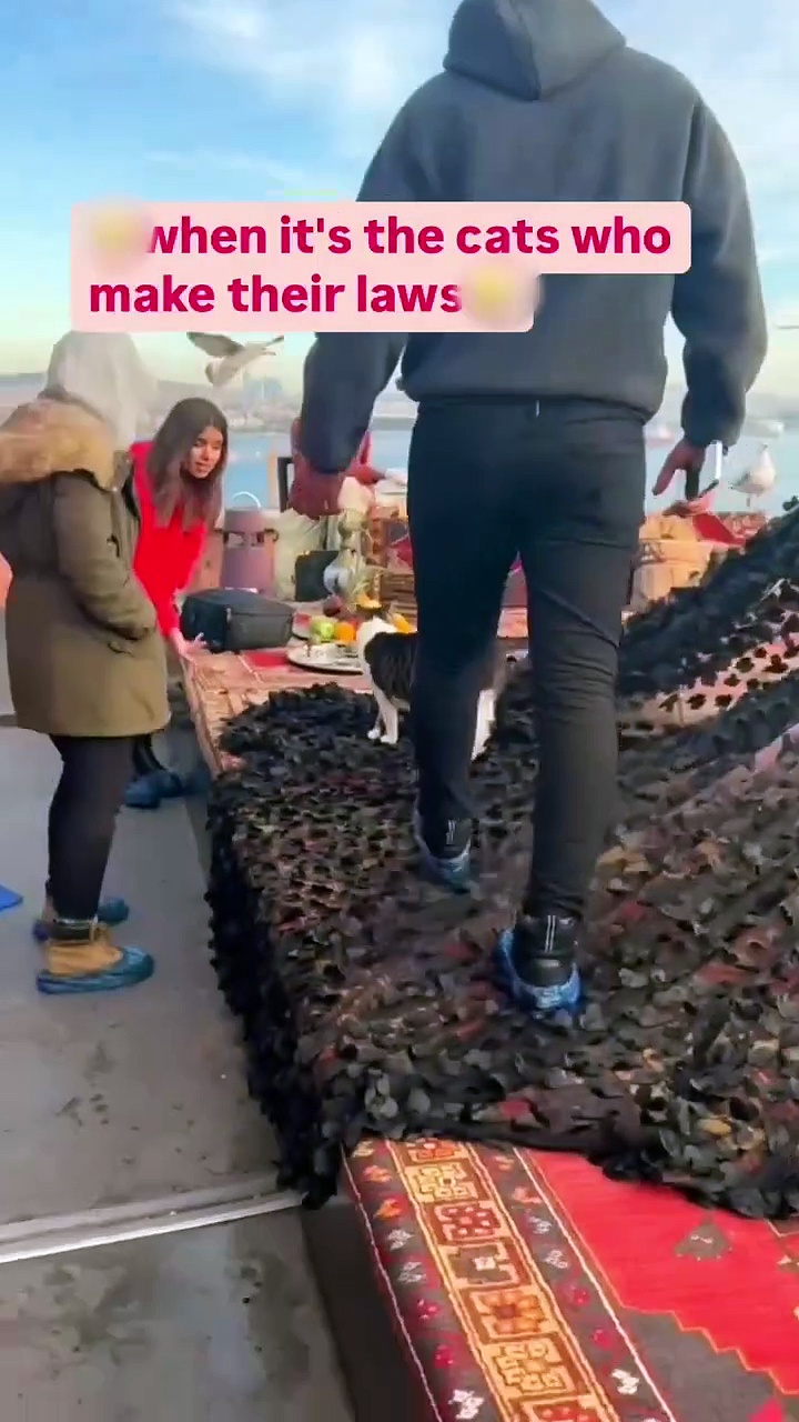 Cat Interrupts Photoshoot by Refusing to Move