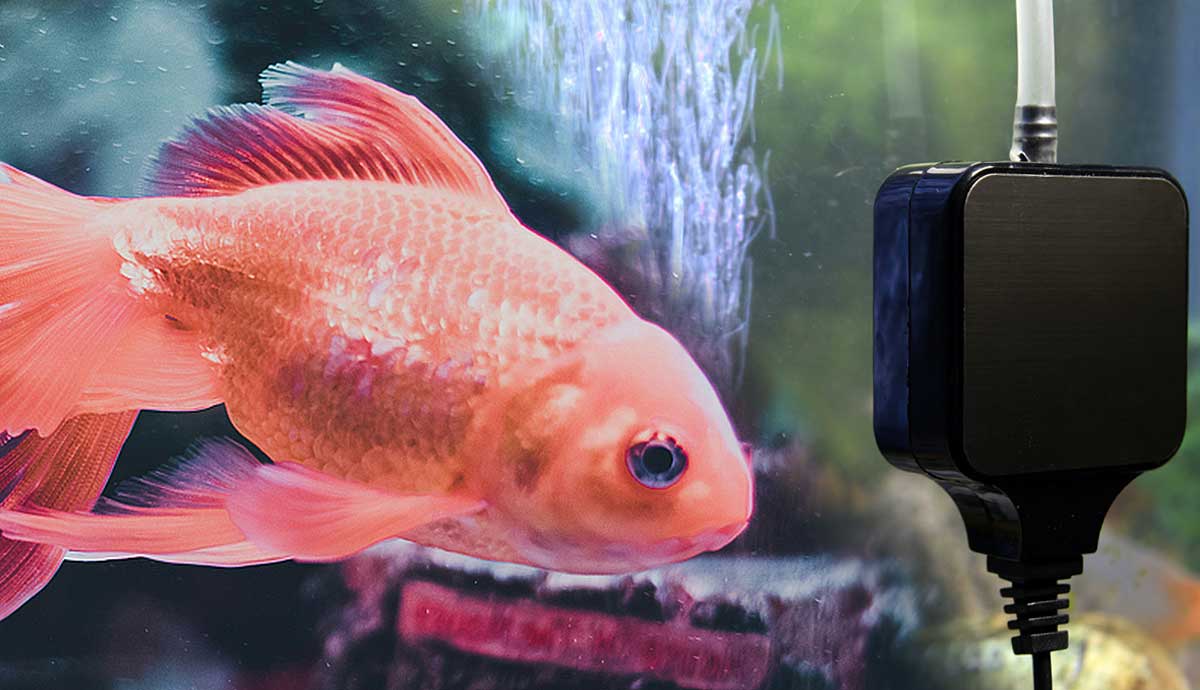 Why Do Fish Need Oxygen in Water?