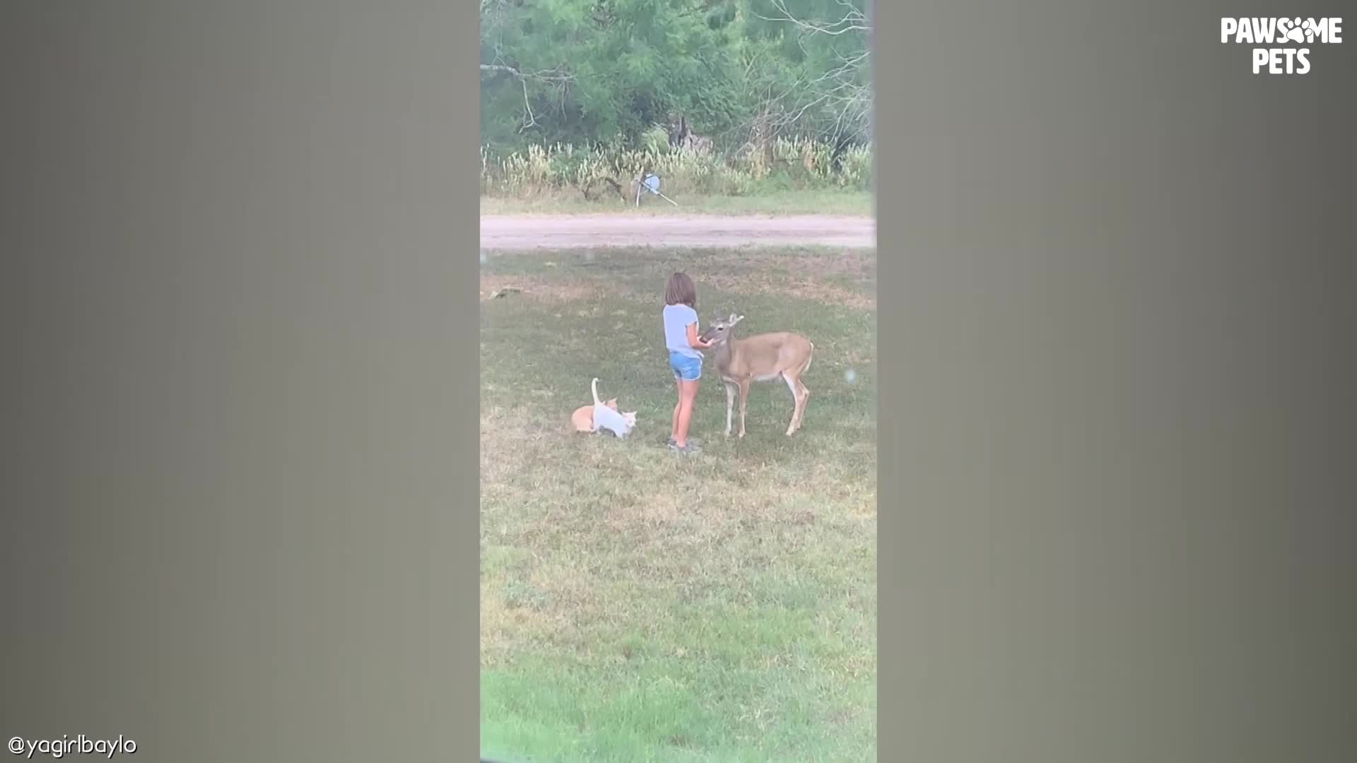 Furry Friends – When Animals Become Besties