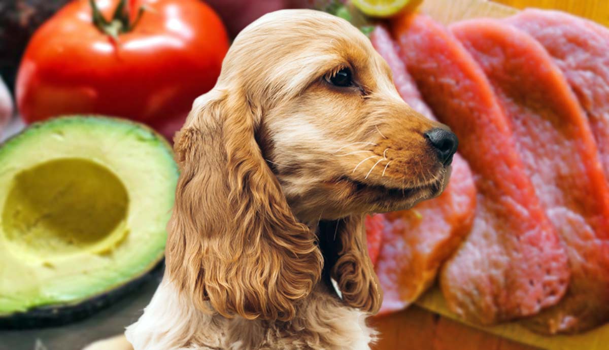 Are Dogs Carnivores or Omnivores?