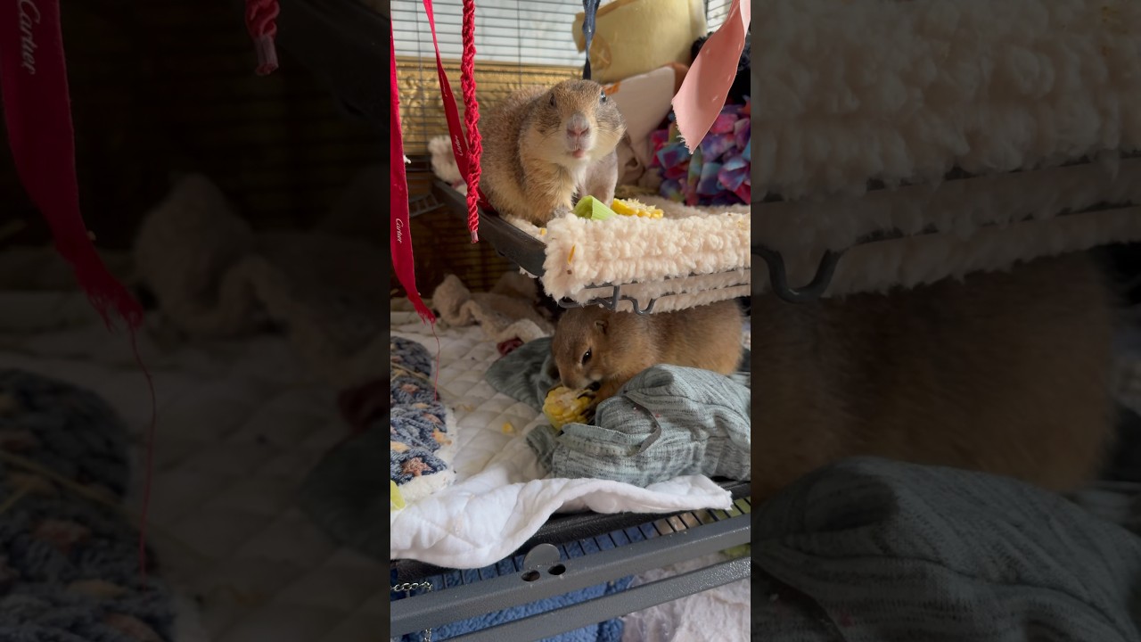 Prairie dogs Poppy and Paxton share harmonious ASMR moments