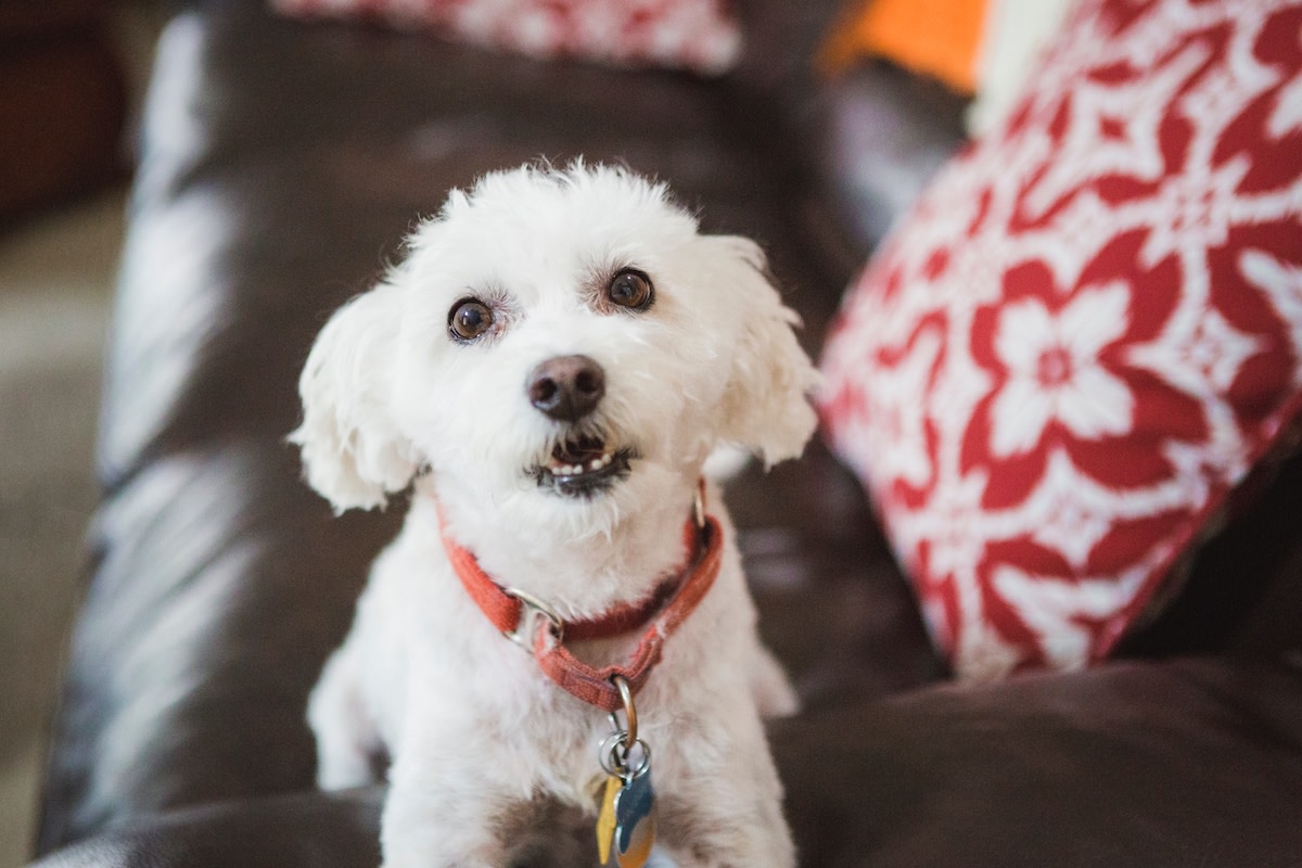 Toothless Maltipoo With Perfect Name Scares Off Las Vegas Intruder Who ...