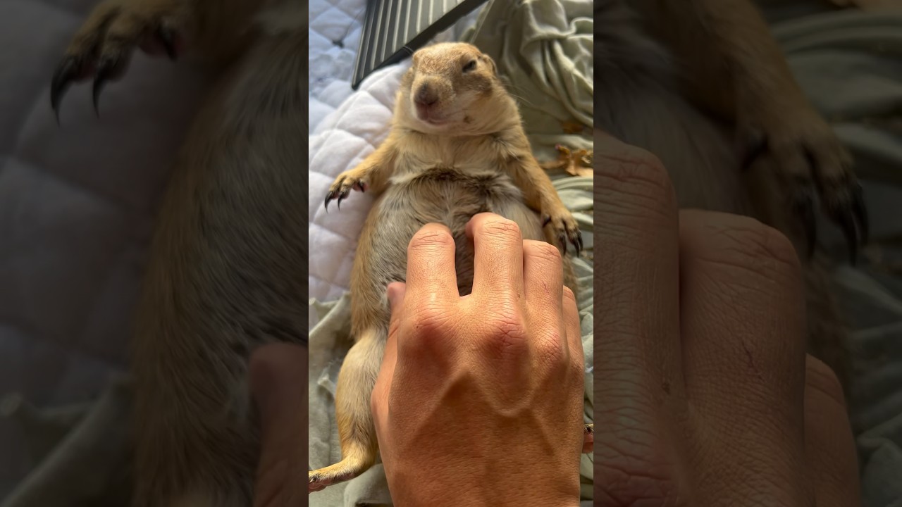 Sleepy prairie dog enjoys a peaceful nap