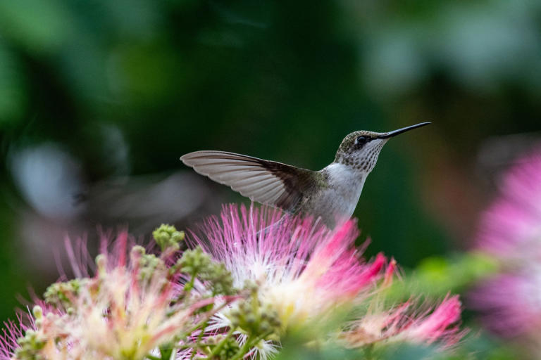 Hummingbirds are migrating back to SC. Here's how to see them in your ...