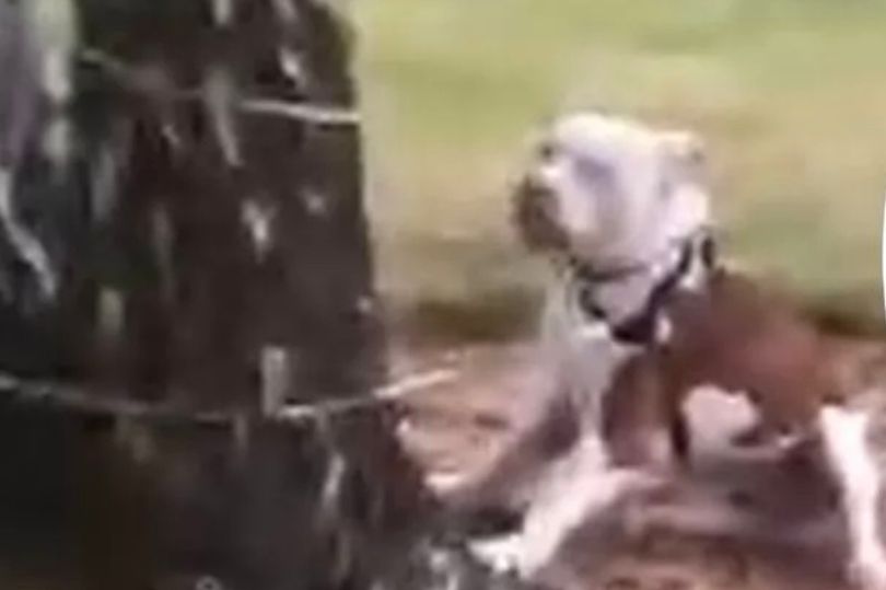 Brave pub punters tackle 'small but powerful' flesh-chomping dog in ...