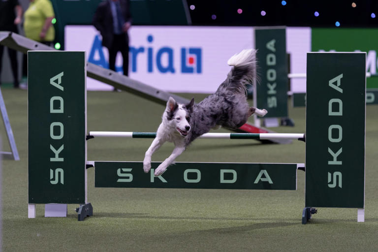 Crufts 2025: Gundog winner confirmed and best photos from day three at ...