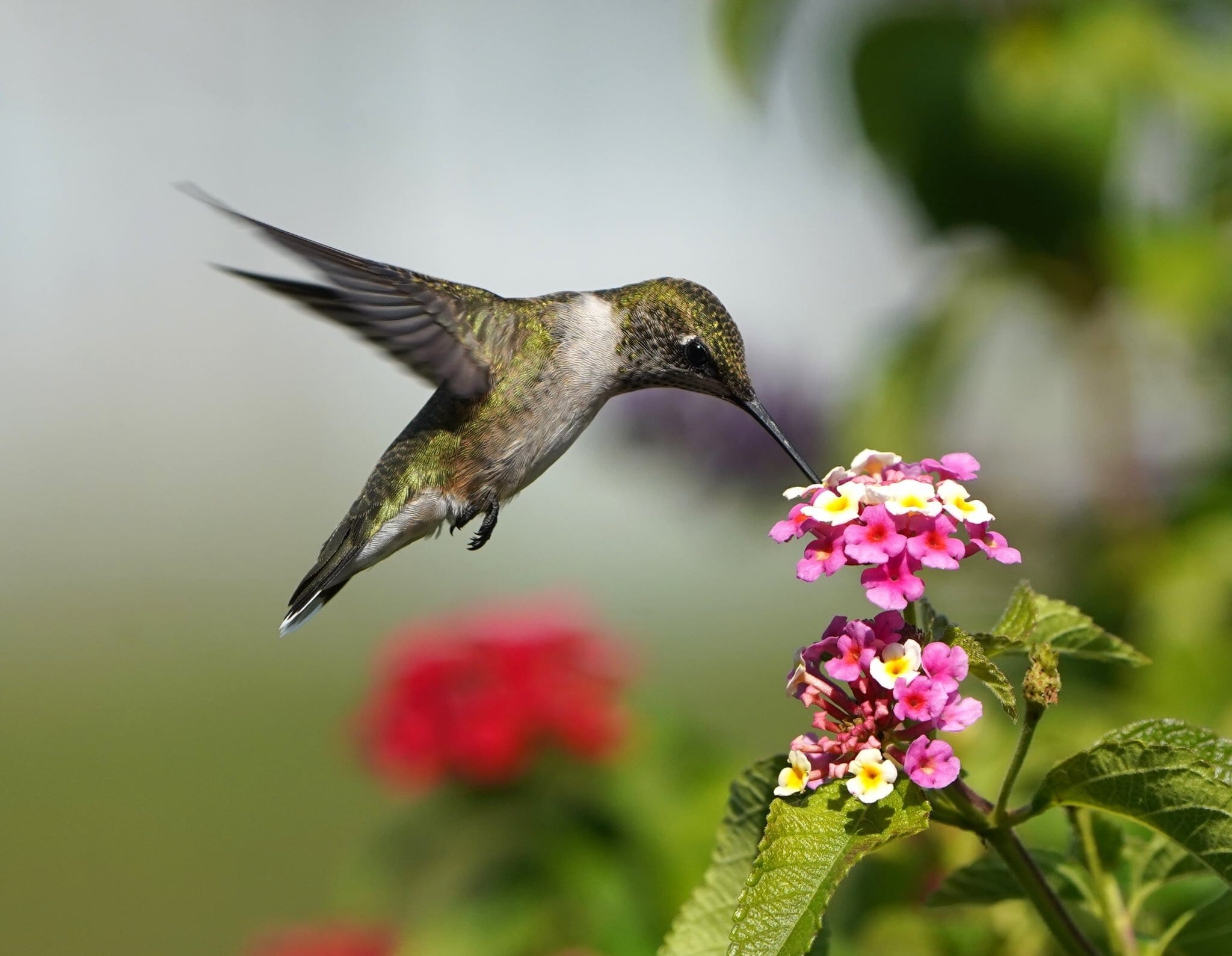 When do hummingbirds come to NJ? Check out this migration tracker