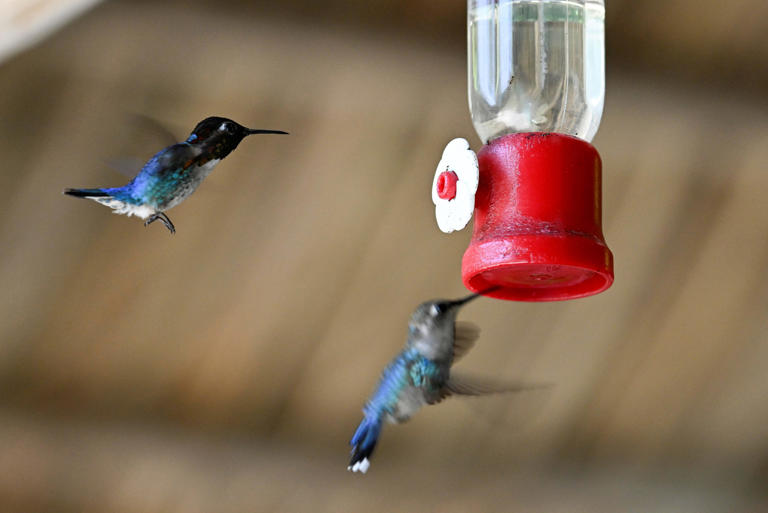 Hummingbird Migration 2025: When to expect to see them in Alabama and ...
