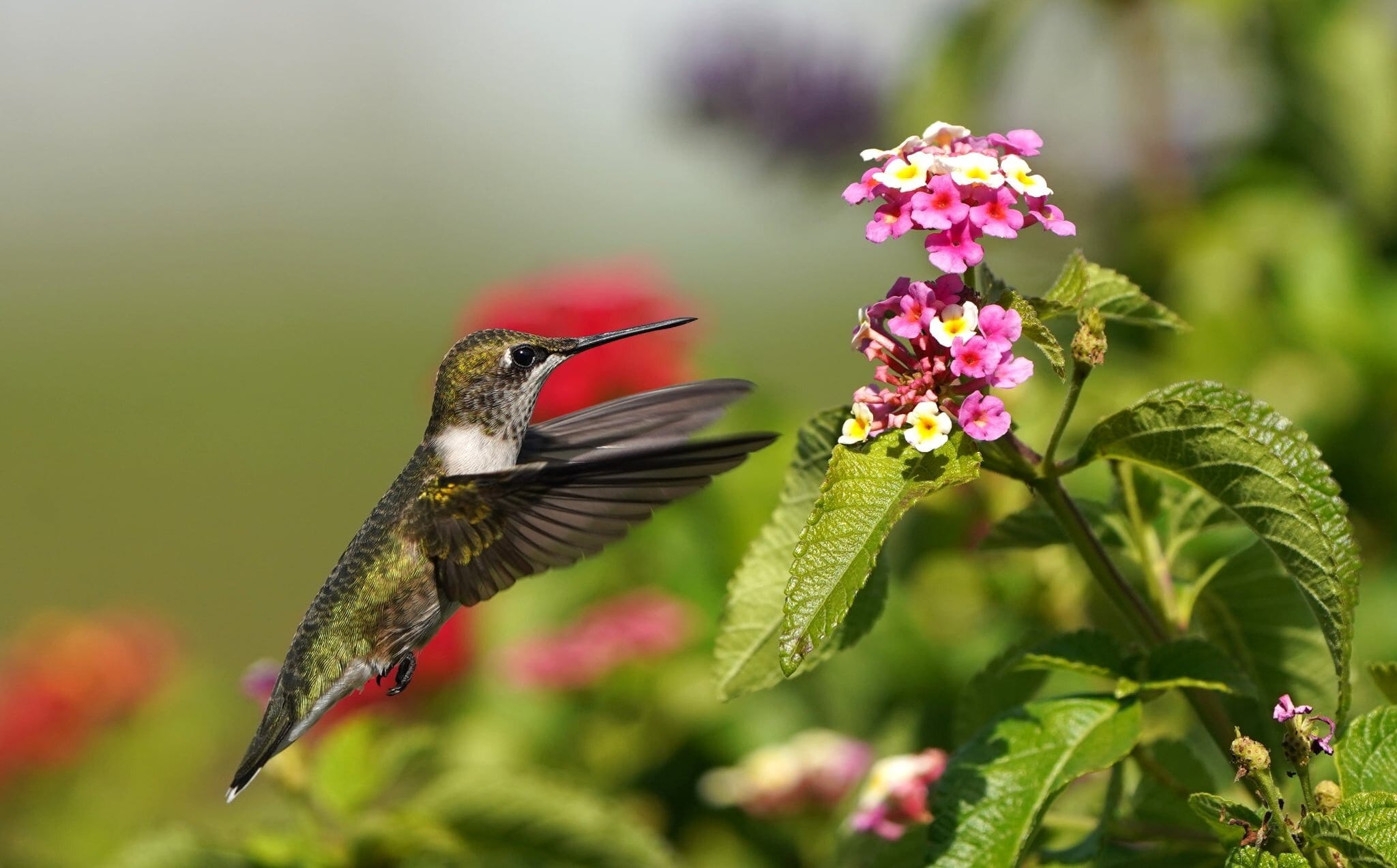Hummingbird Migration 2025: When we can expect to see them in Georgia ...