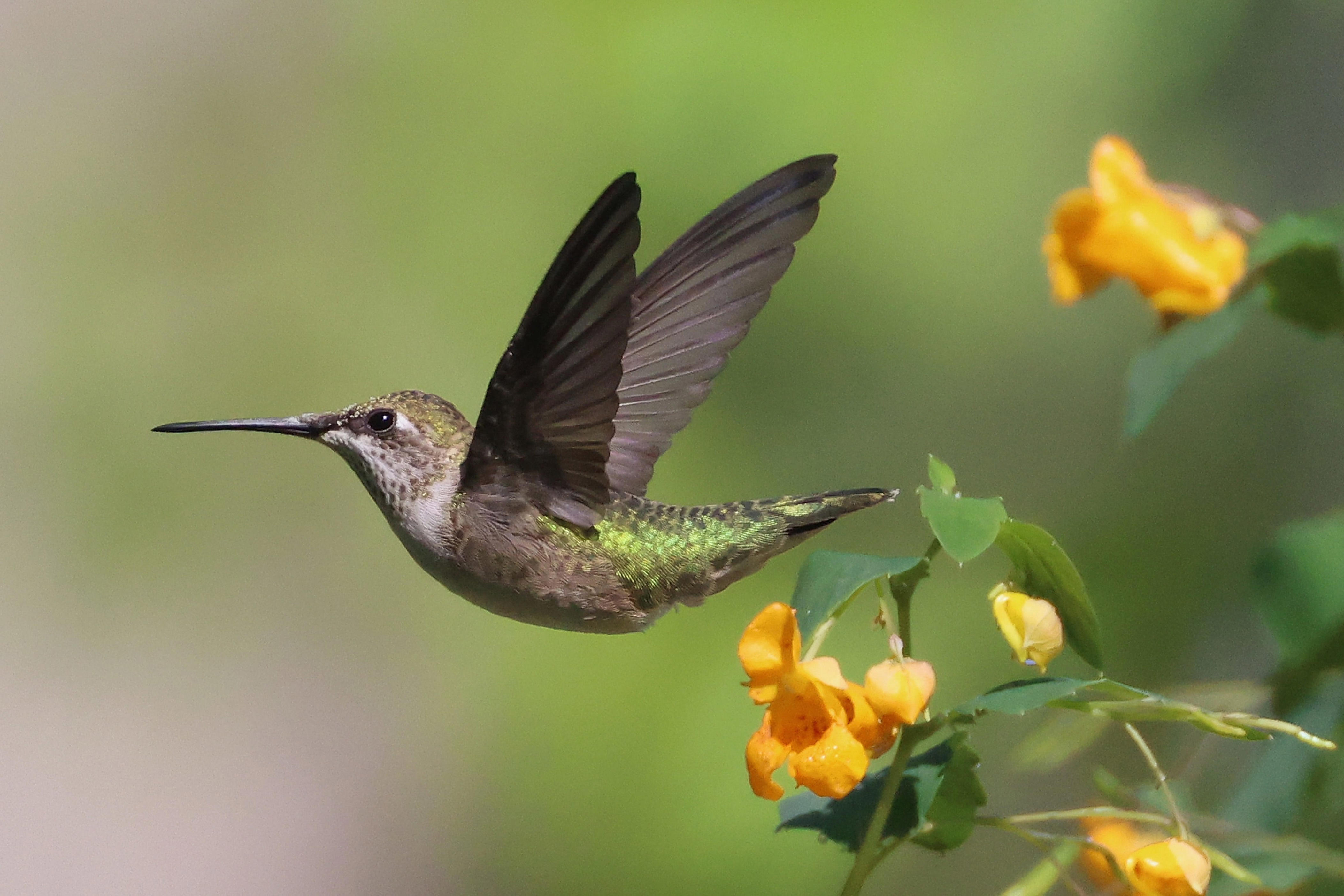 When do hummingbirds return to Ohio? Interactive map, when to put out ...