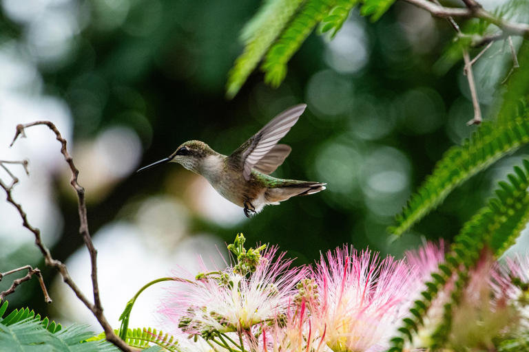 Where are hummingbirds? Here's a look at migration map