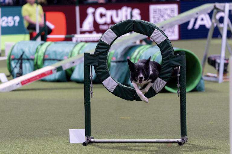 Crufts 2025: Gundog winner confirmed and best photos from day three at ...