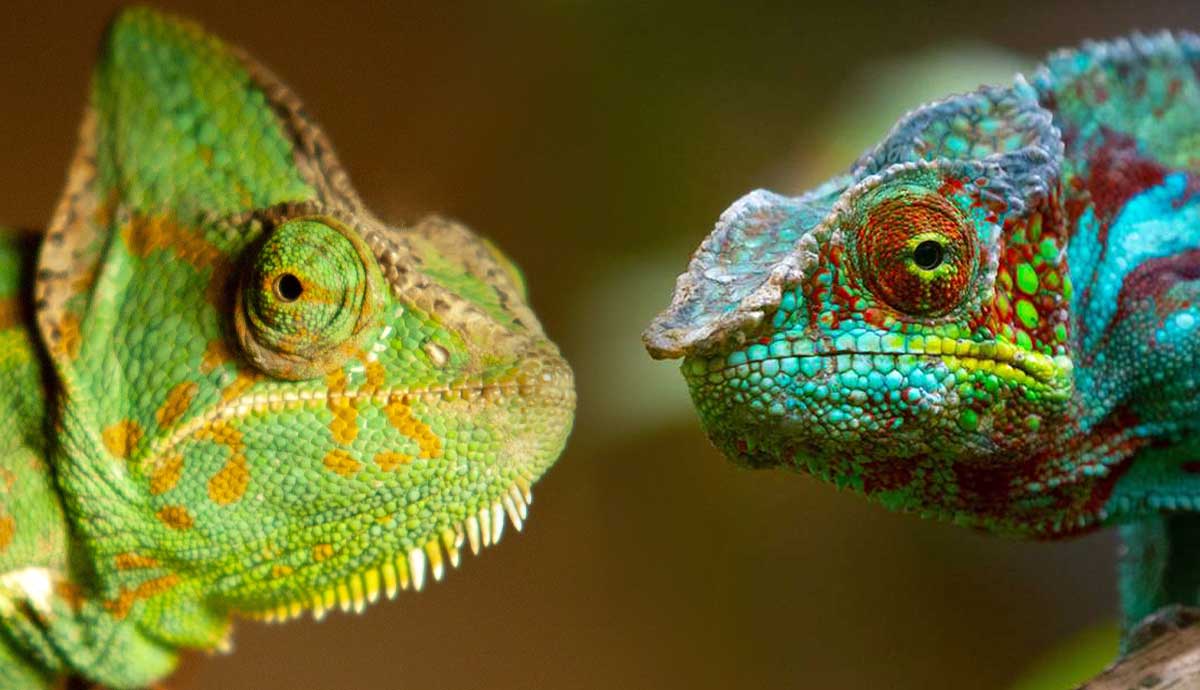 5 Types of Pet Chameleons: What to Know