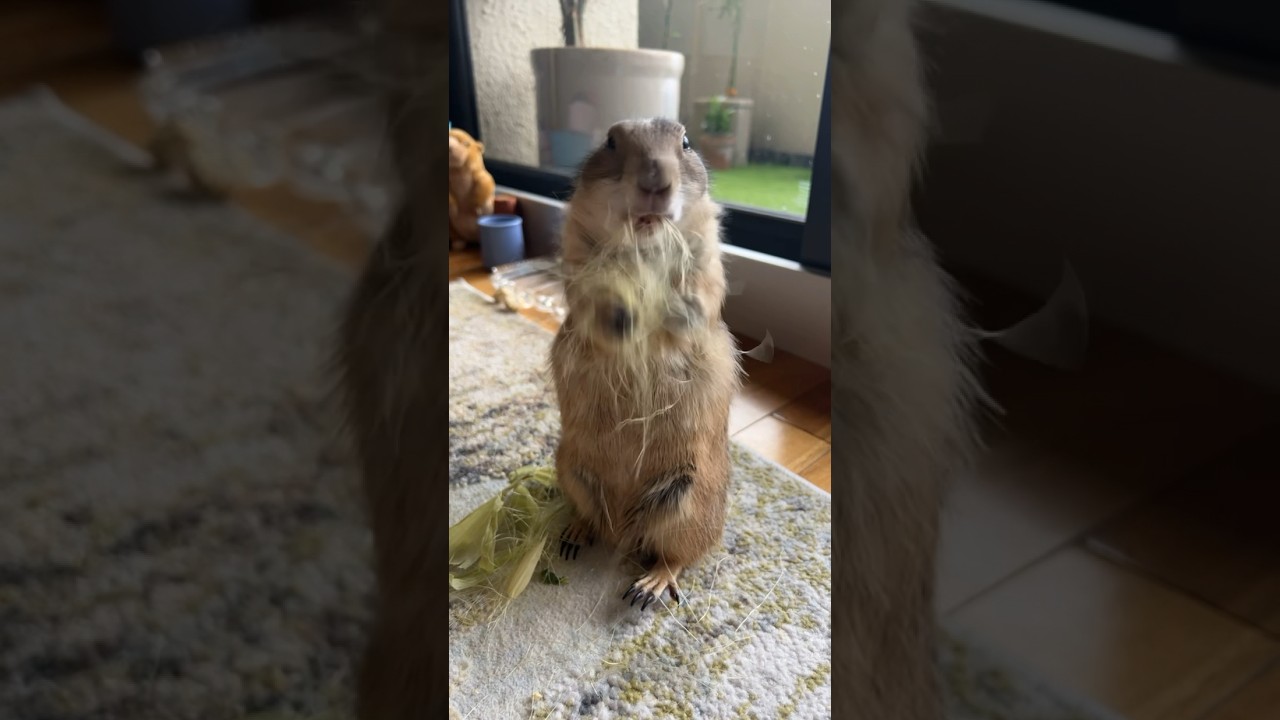 Prairie dog Poppy enjoys eating corn hair
