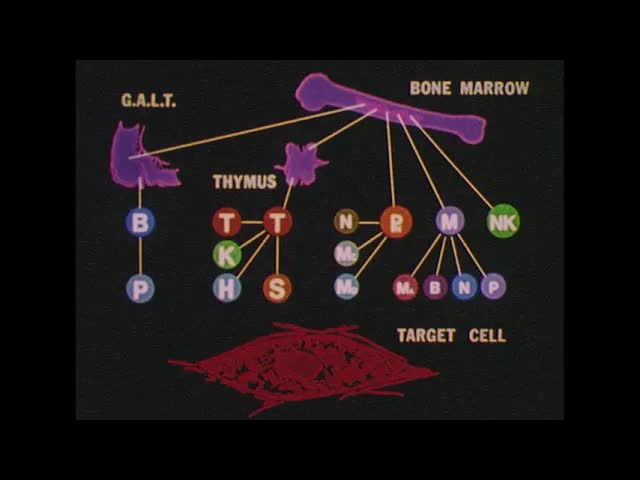 Immune System: Bacteria, Viruses, and Body Defenses Explained