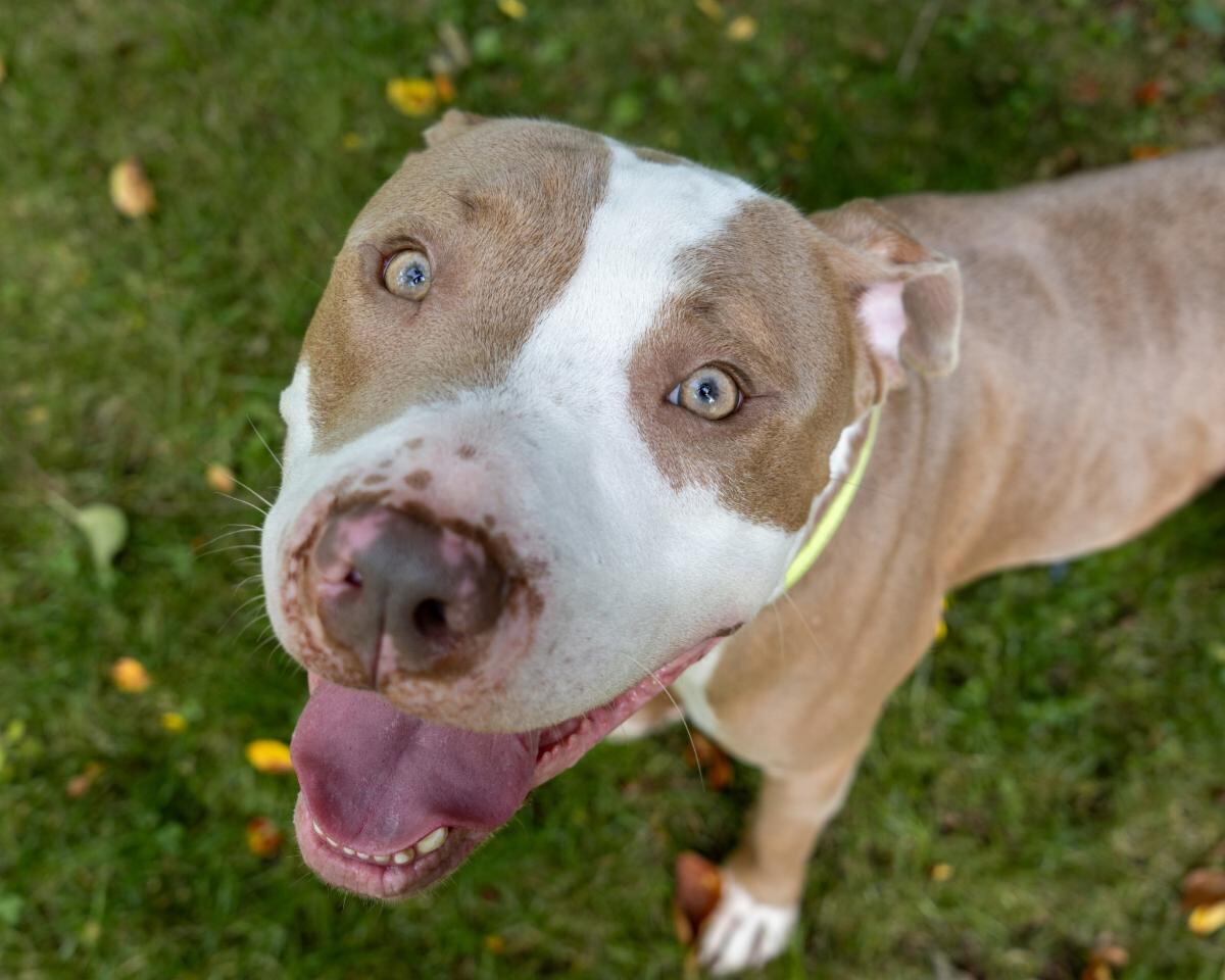 “No kill” animal shelter faces backlash after locals protest Sarge’s ...