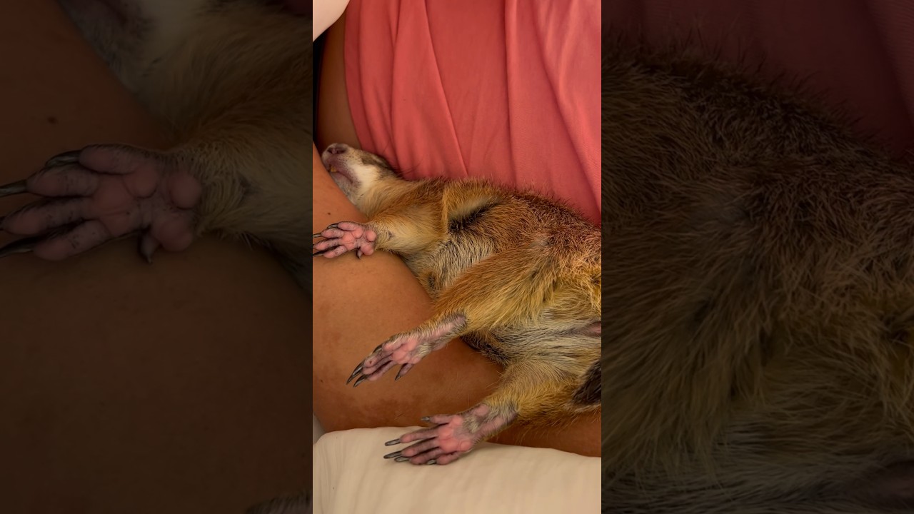 Adorable prairie dog finds a way to sleep anywhere