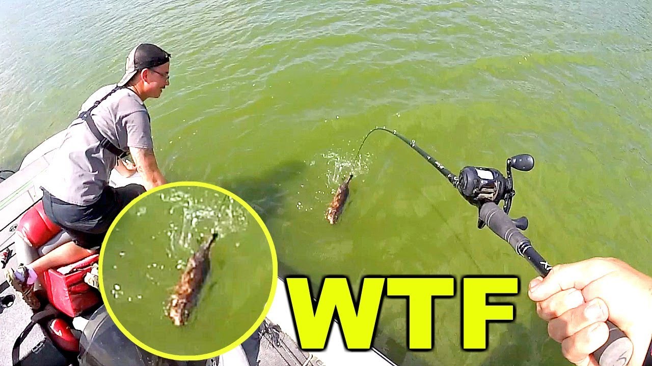 Unidentified Aquatic Object: An Unusual Fishing Encounter