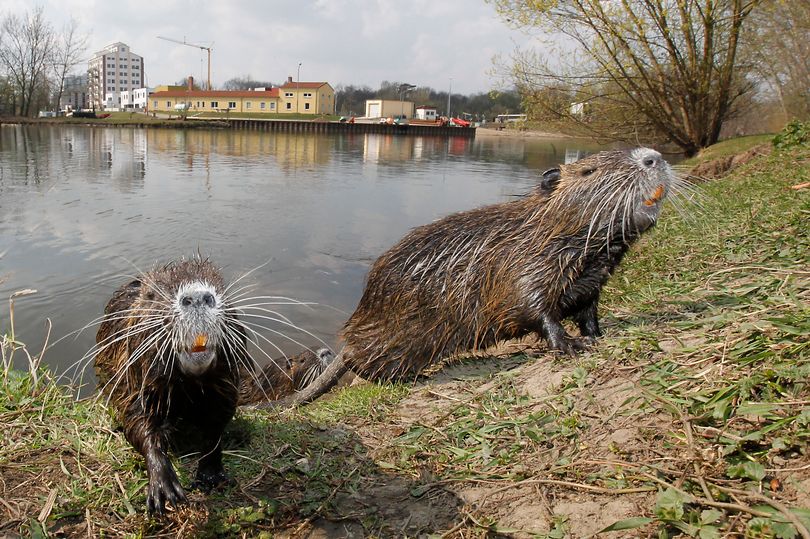 Wildlife officials beg locals to consider eating 'delicious' giant ...