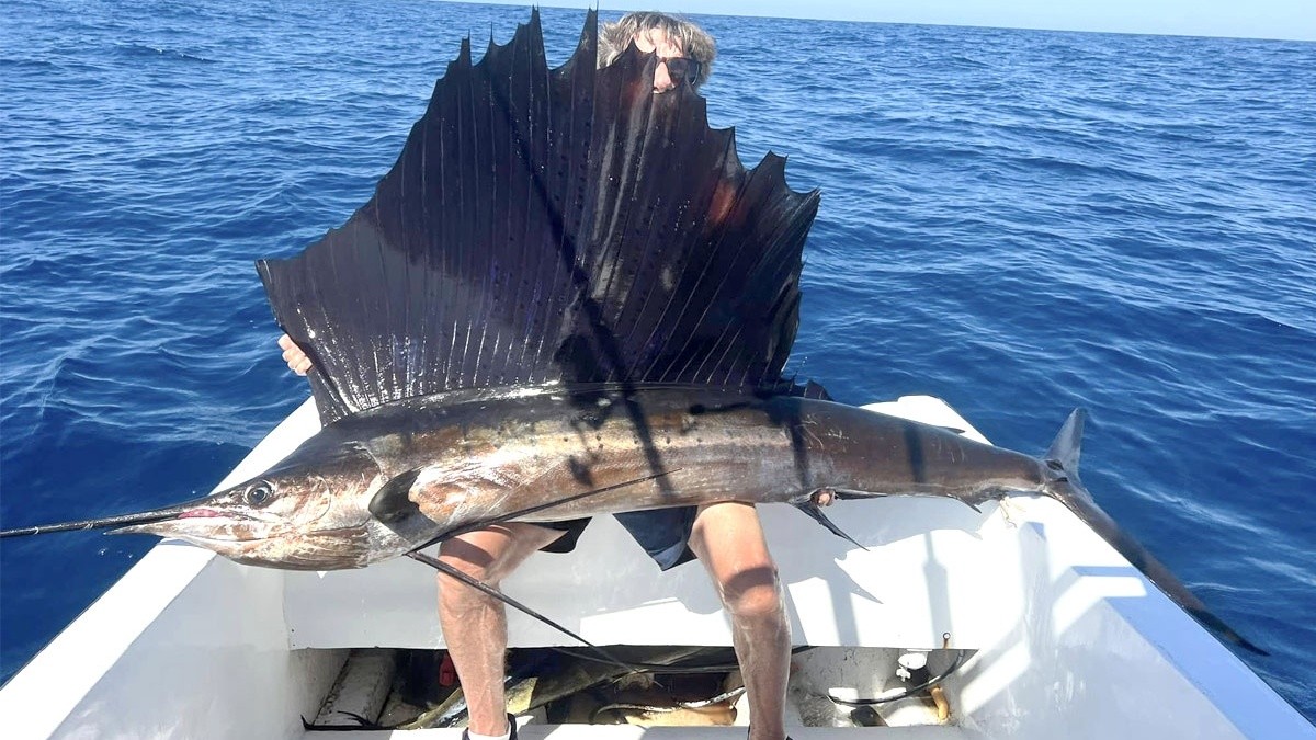 Pez vela, rey del océano, por su rapidez y belleza
