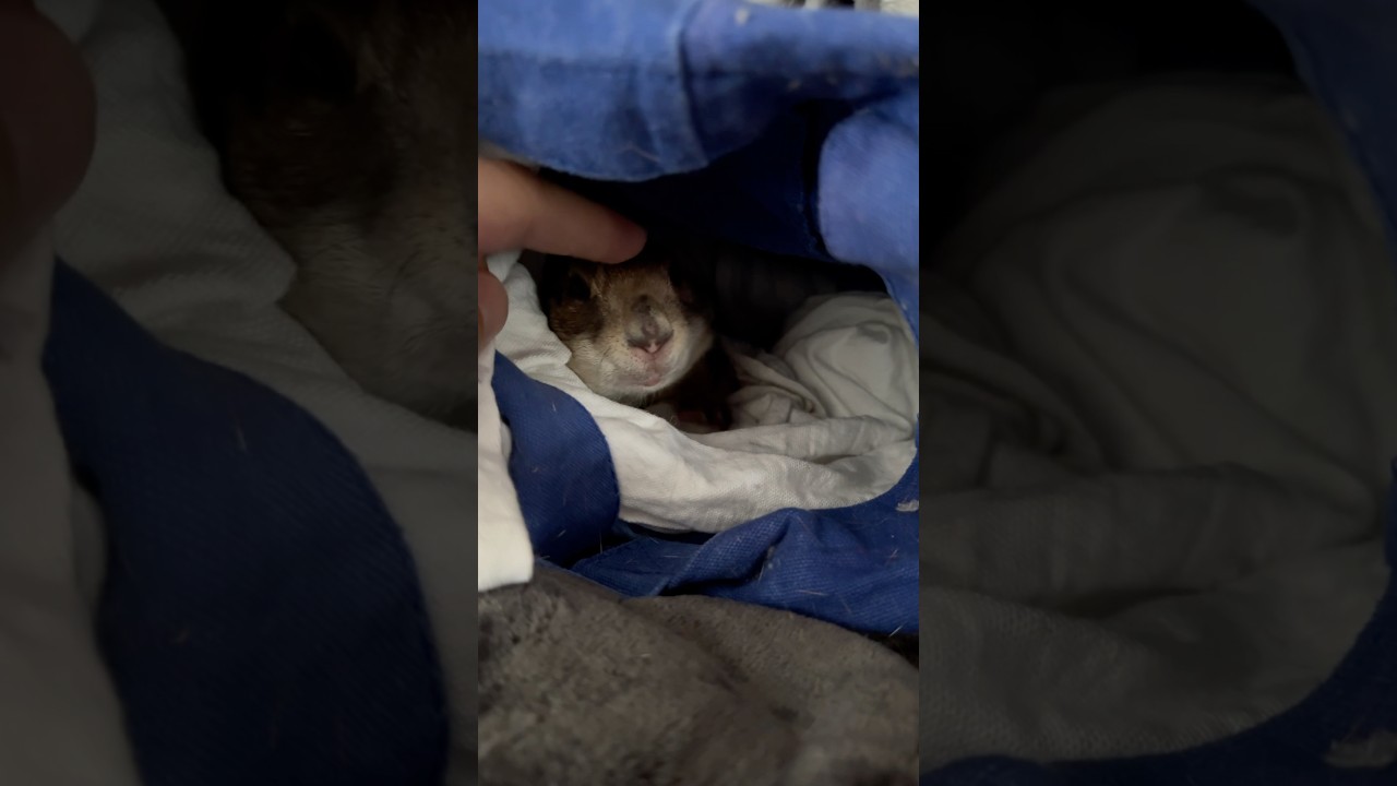 Sleepy Saturdays with Poppy the Prairie Dog