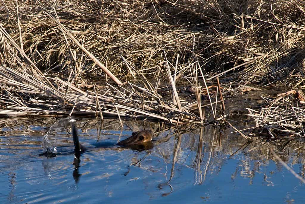 13 Amazing Animal-Built Structures