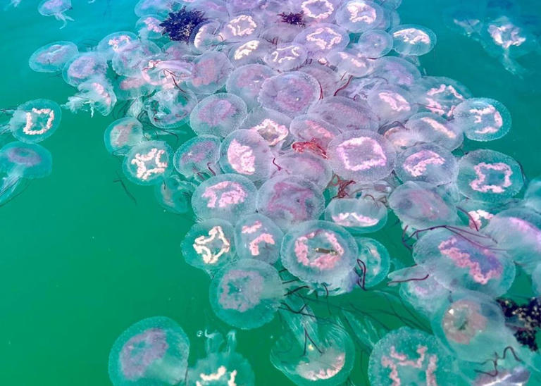 LOOK: Jellyfish blooms in Cape Town send swimmers scrambling