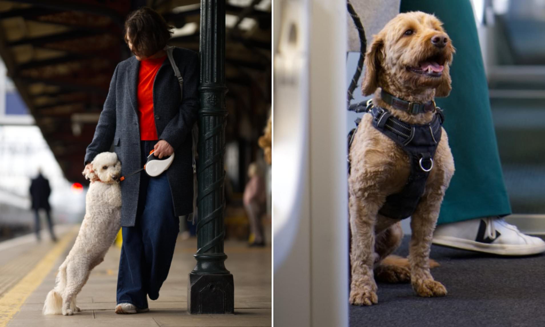 One in nine dog owners return to work with their pets