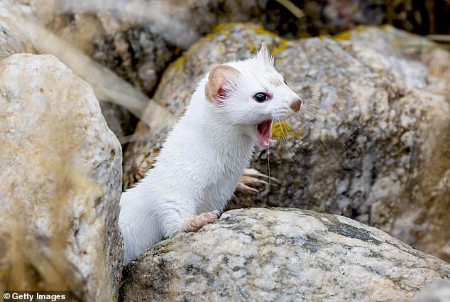 Razor-teethed creature known to carry deadly disease caught on camera
