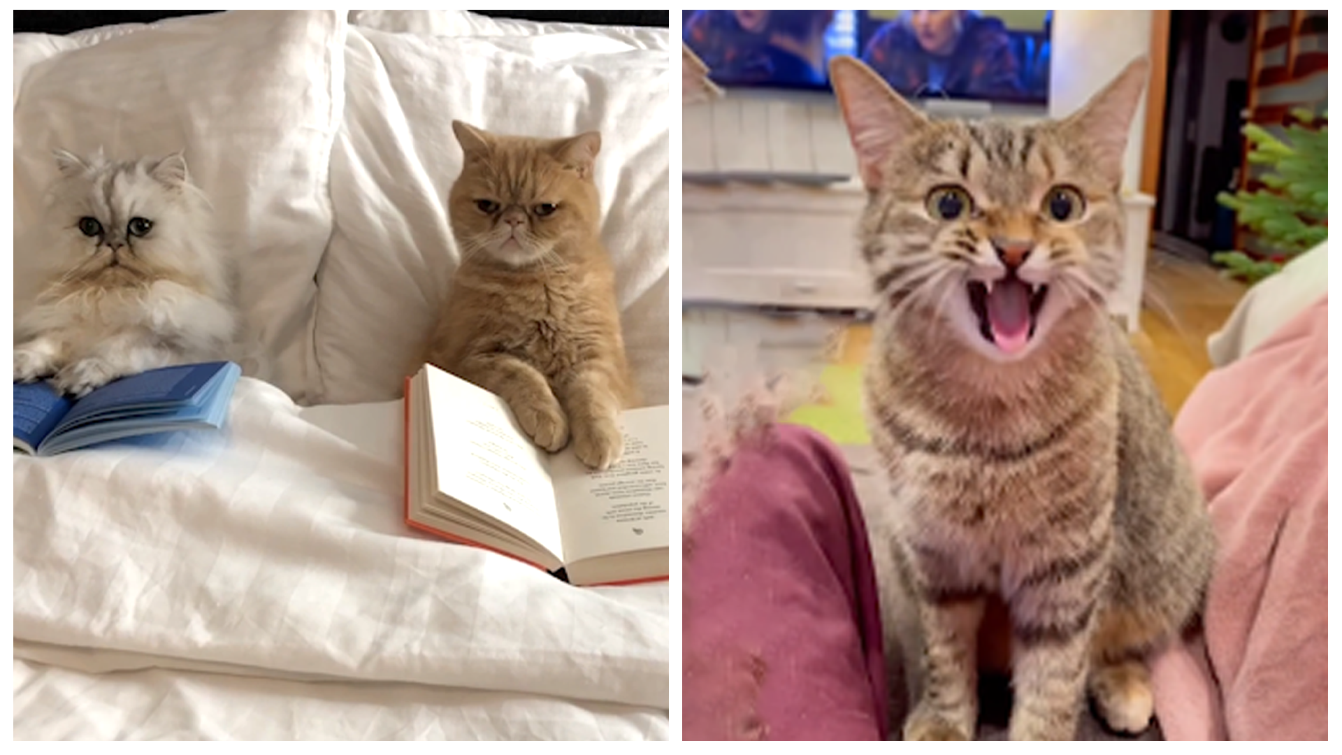 😂 Funny Cat Moment That Will Make You Laugh