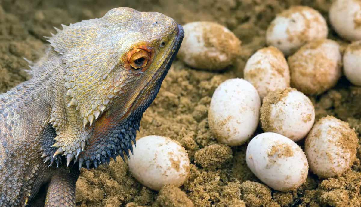 My Bearded Dragon Laid Eggs: What Now?