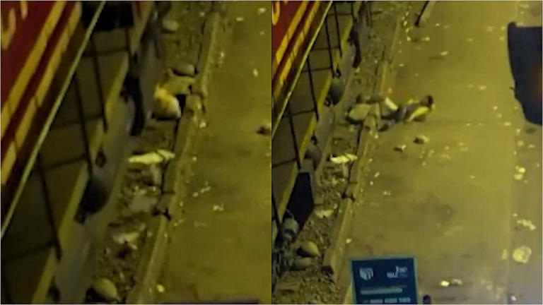 Miraculous Escape! Drunk Man Survives After Goods Train Runs Over Him In Peru; Shocking CCTV ...
