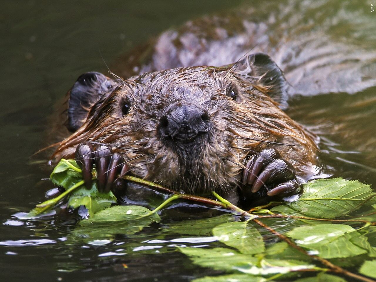 Mobile looking to control nuisance beavers